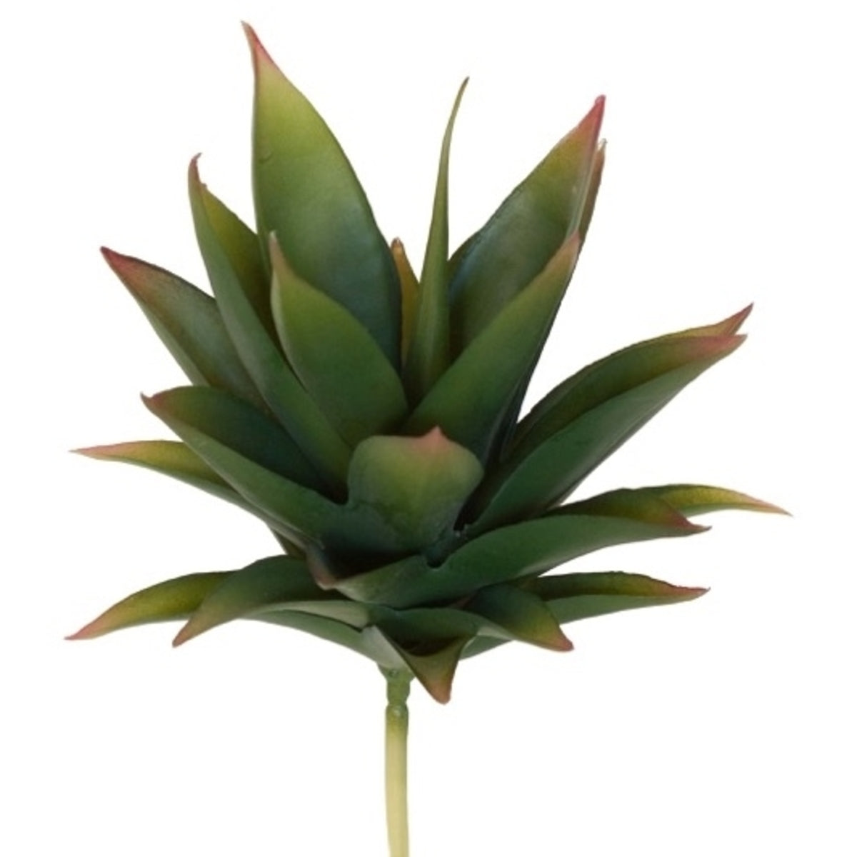 Mini Agave 16cm | Outside Square